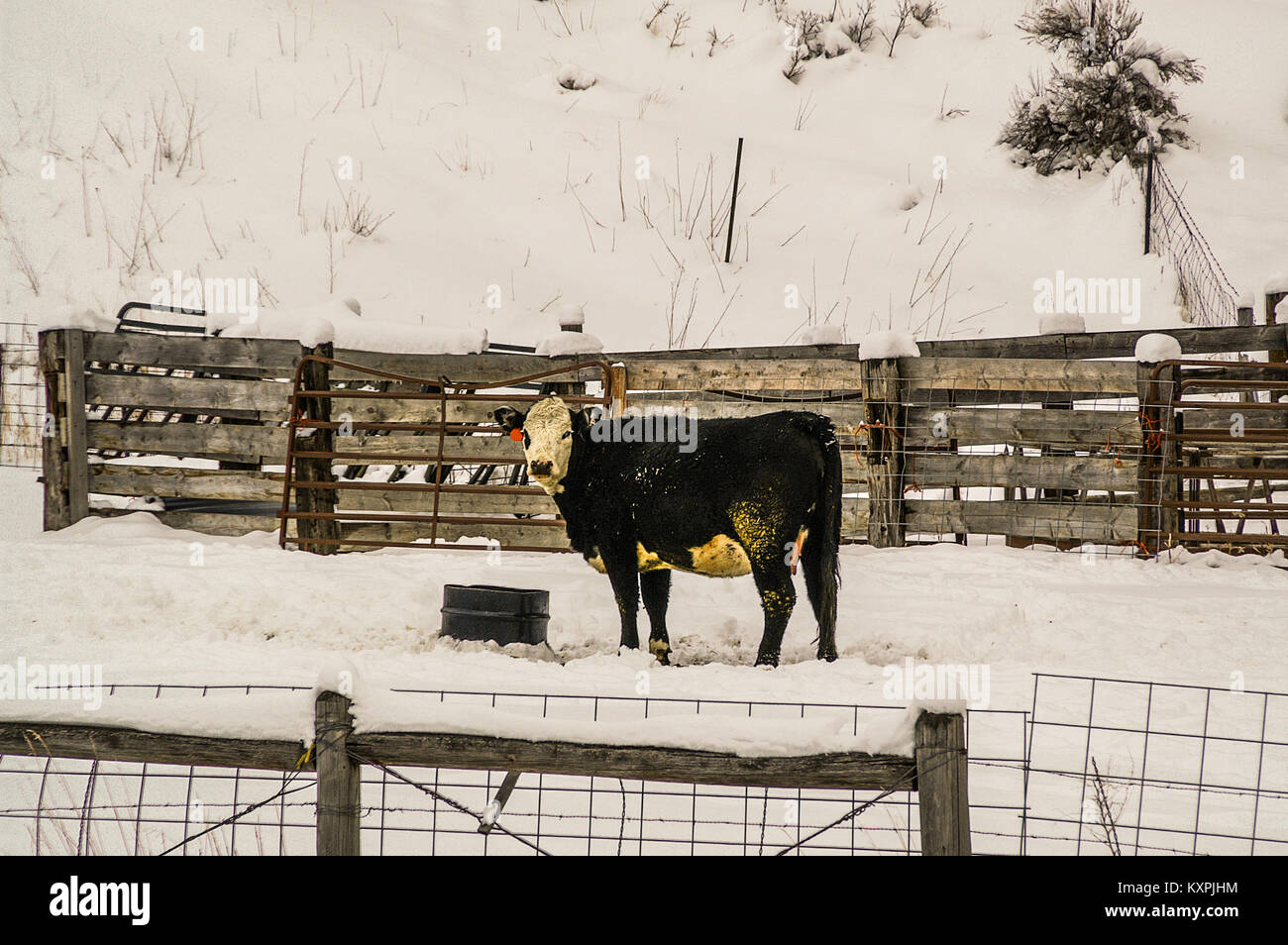 Black Baldy is a type of crossbred beef cattle produced by crossing ...