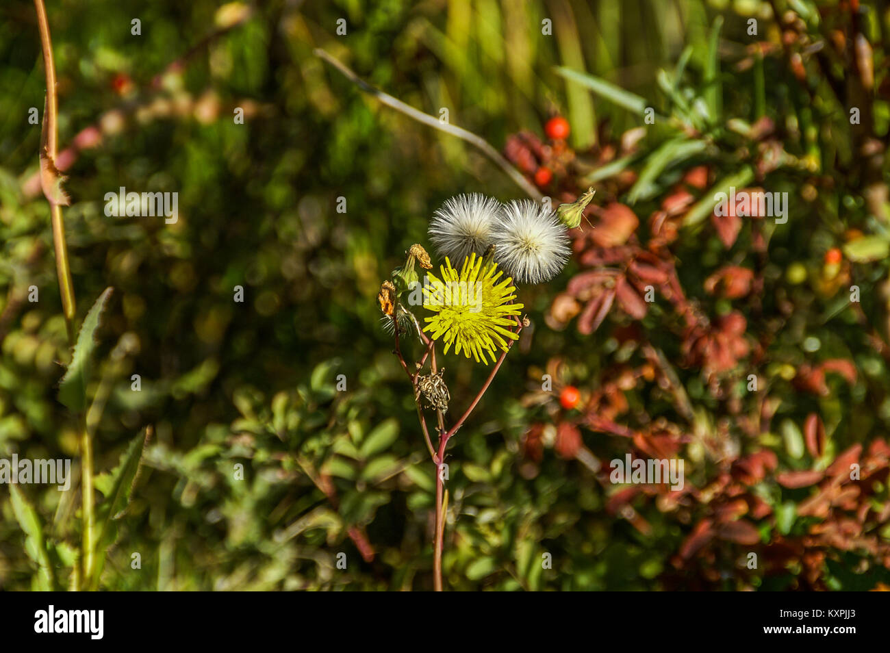 Dandelions showing the flowering and the reproductive stages against a ...
