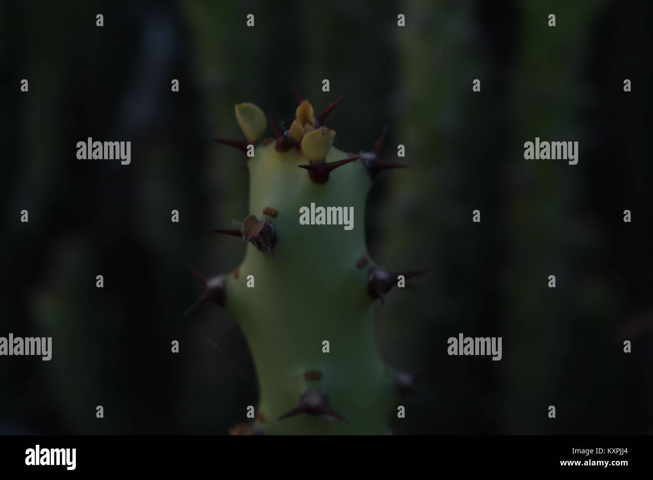 beautiful cactus plants in thar desert jaisalmer rajasthan india Stock ...