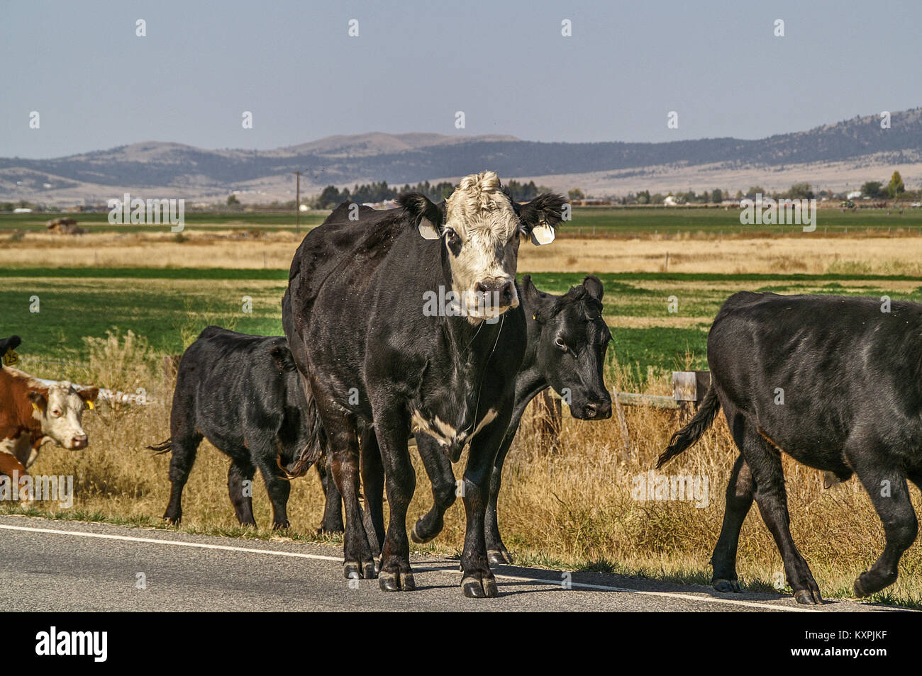 Black baldy cow hi-res stock photography and images - Alamy