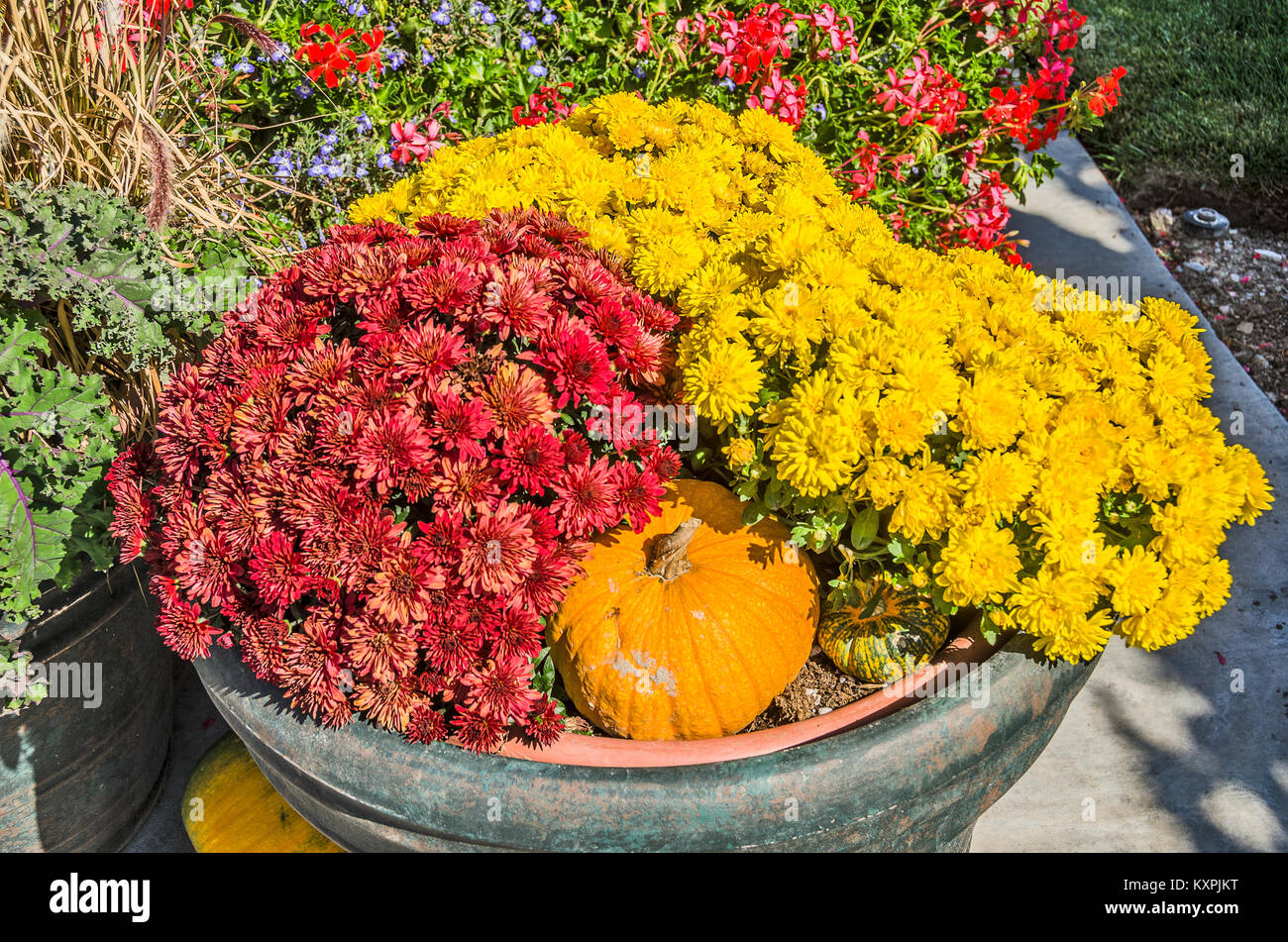 Red and yellow mums hi-res stock photography and images - Alamy