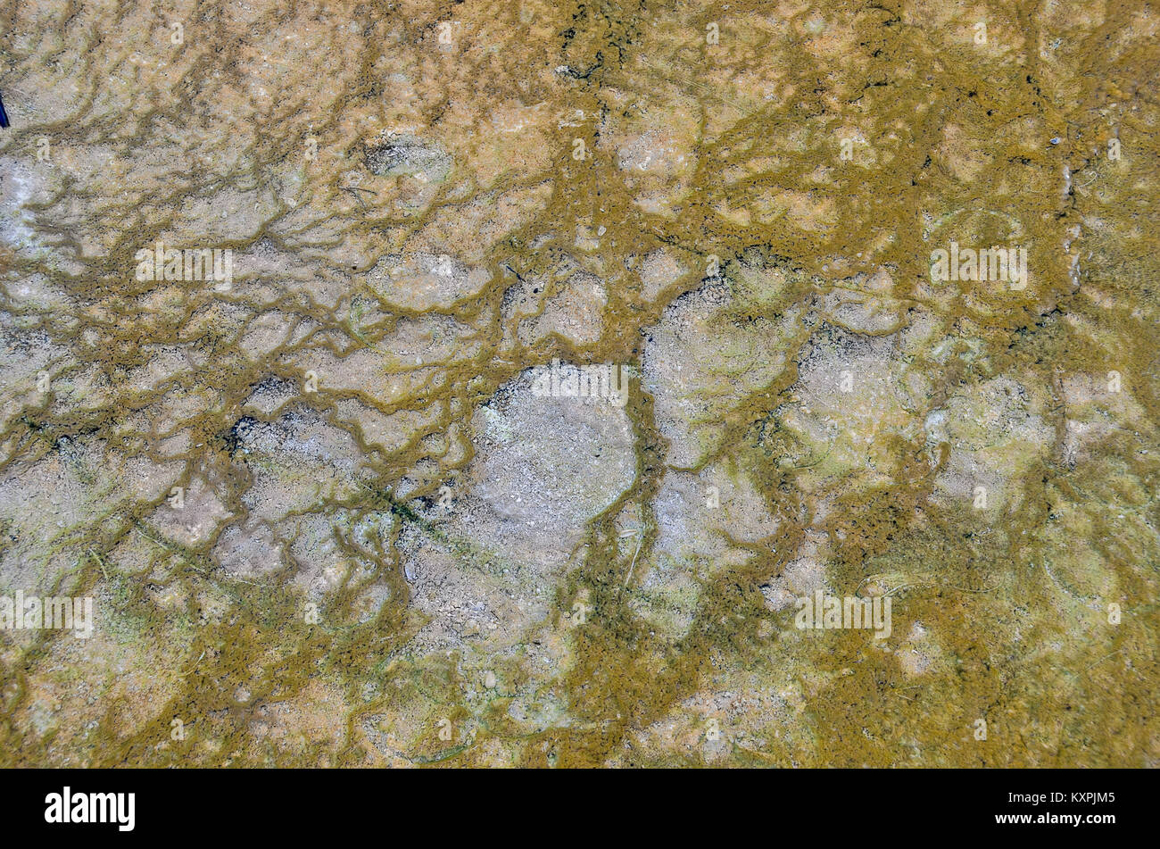 Textured background with subtle colors in Yellowstone National Park ...