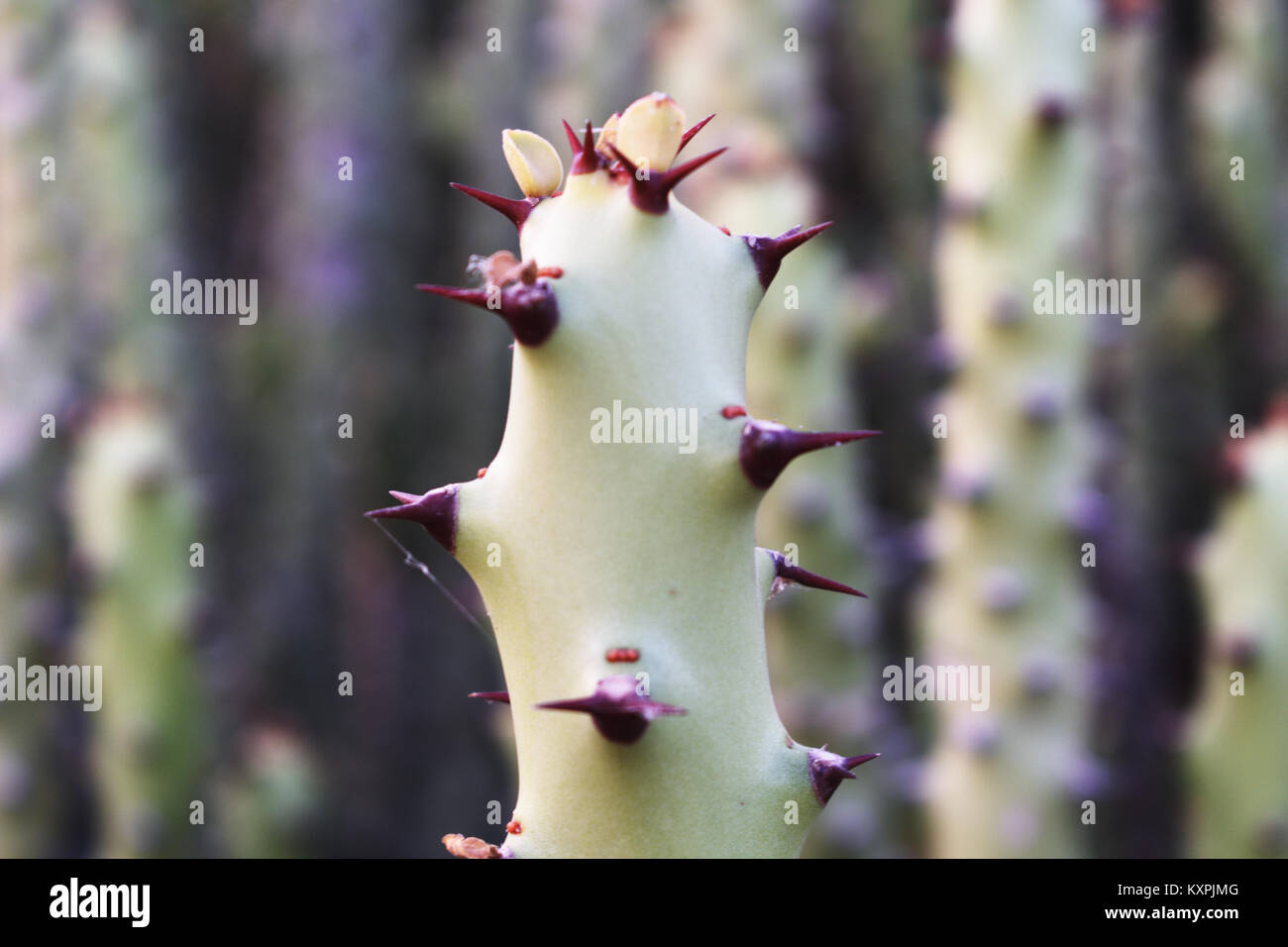 beautiful cactus plants in thar desert jaisalmer rajasthan india Stock ...