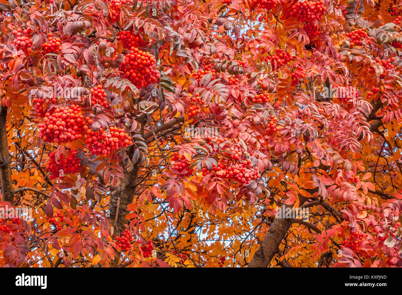 Brilliant, vibrant colors on an American Mountain Ash tree in autumn ...