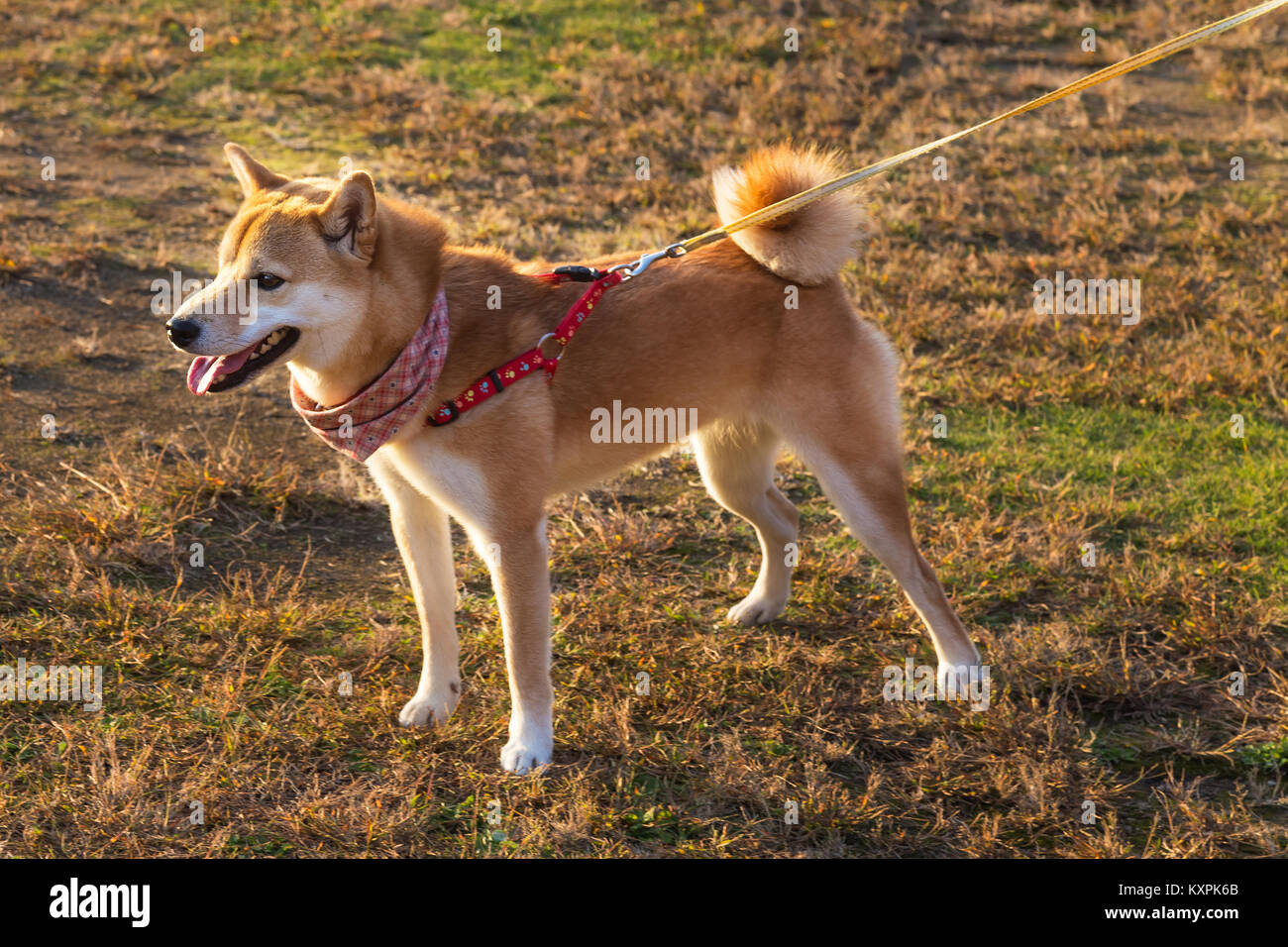Akita inu - Japanese Dog Stock Photo - Alamy