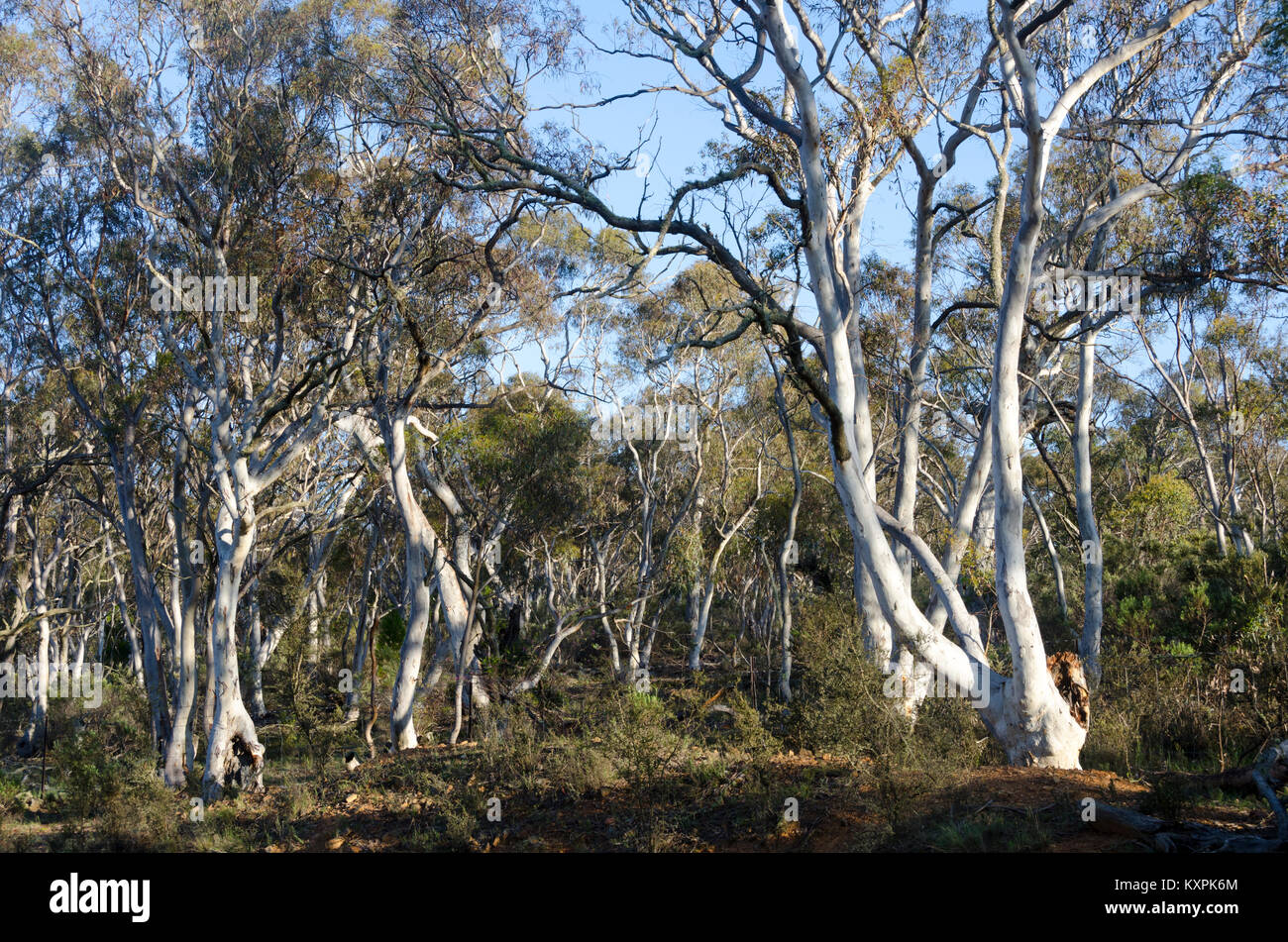 Snow gum trees, Cooma, New South Wales, Australia Stock Photo - Alamy