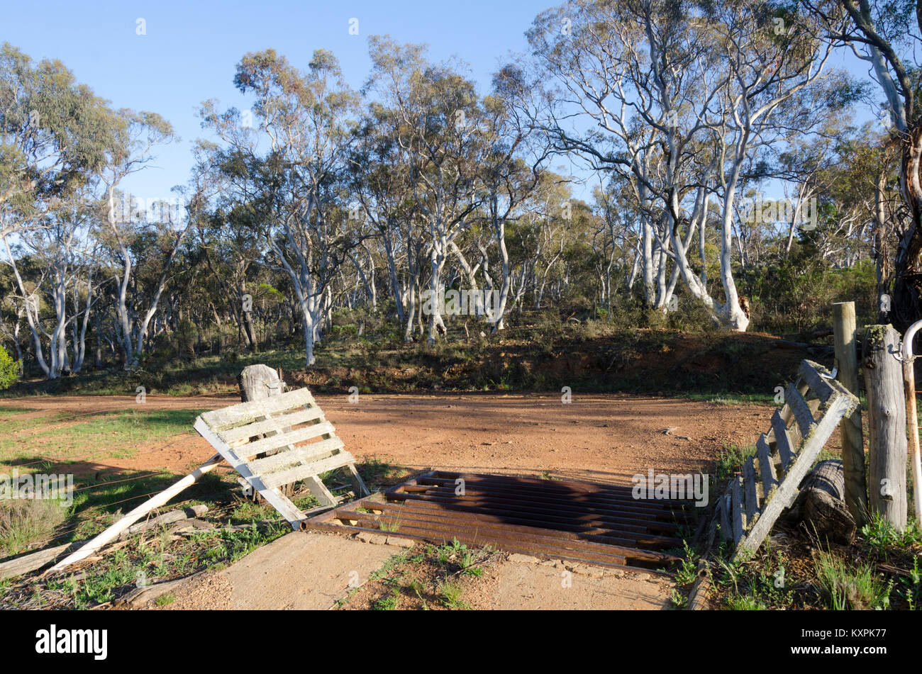 Cattle grid trees fence hi-res stock photography and images - Alamy