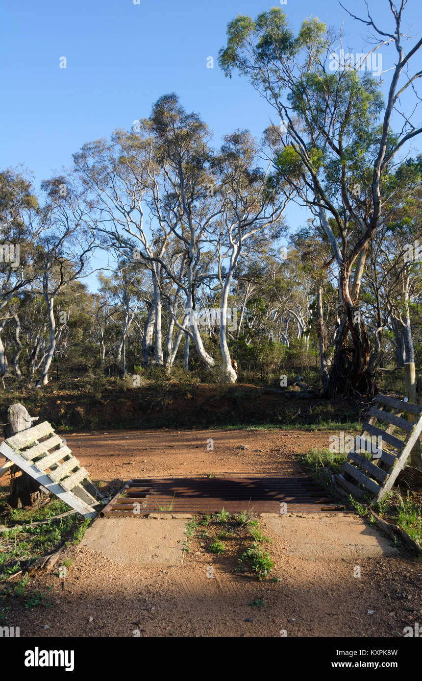 Cattle Grid Trees Fence High Resolution Stock Photography and Images ...
