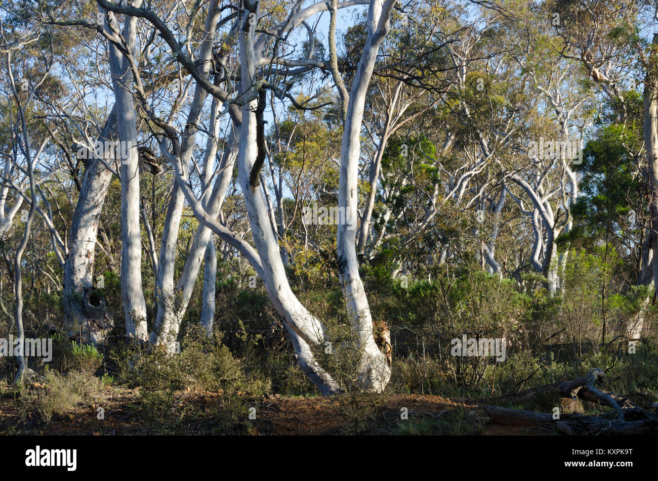 Snow gum hi-res stock photography and images - Alamy