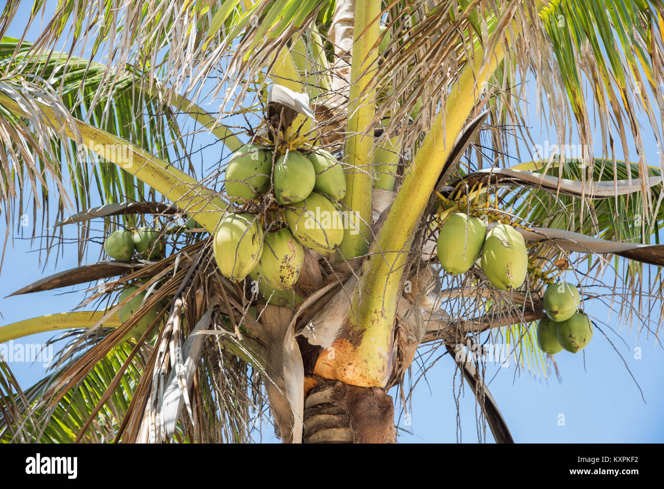 Coconut cluster on coconut tree palm tree branches hi-res stock ...