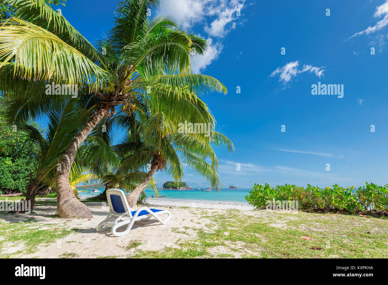 Palm trees on exotic tropical beach. Summer holiday and vacation ...