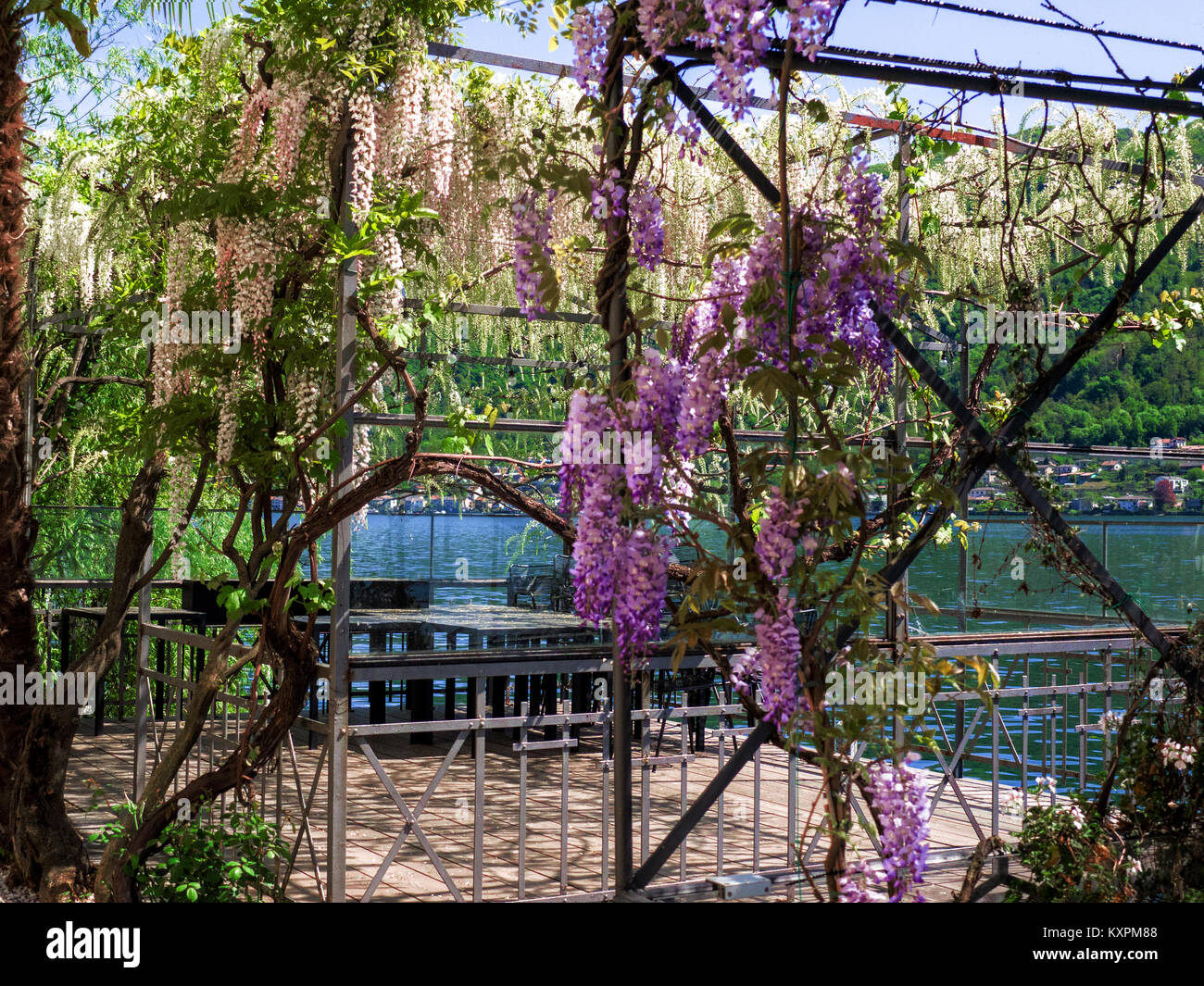 flowery terrace with wisteria, magical feeling with spring on Lugano ...