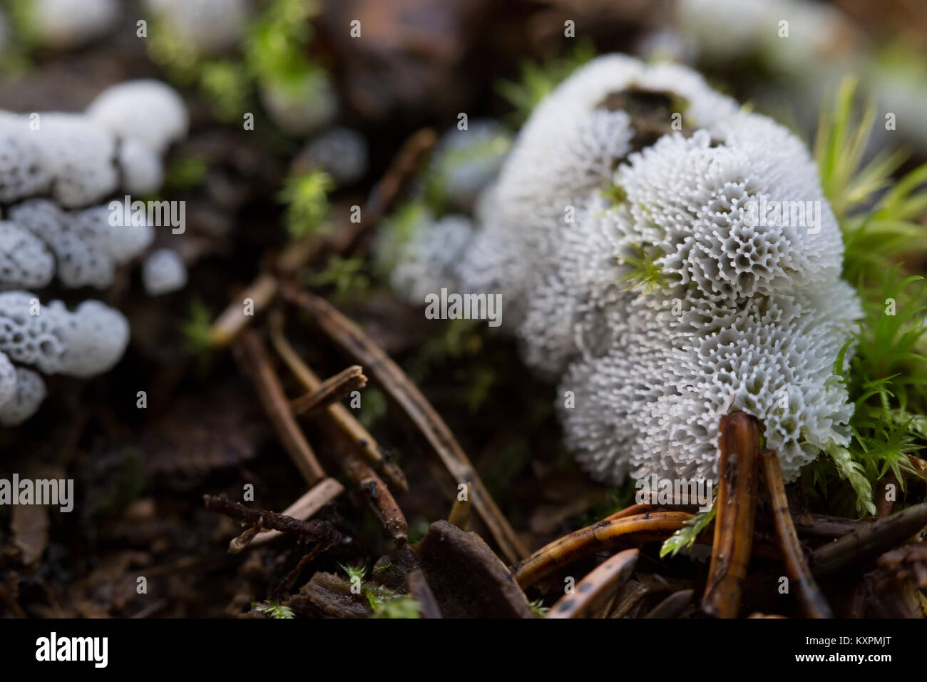 Coral slime mold Stock Photo - Alamy