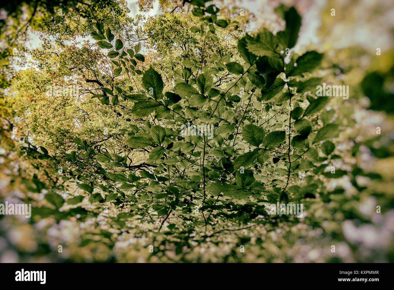 Howth Castle gardens. Howth. Ireland Stock Photo - Alamy