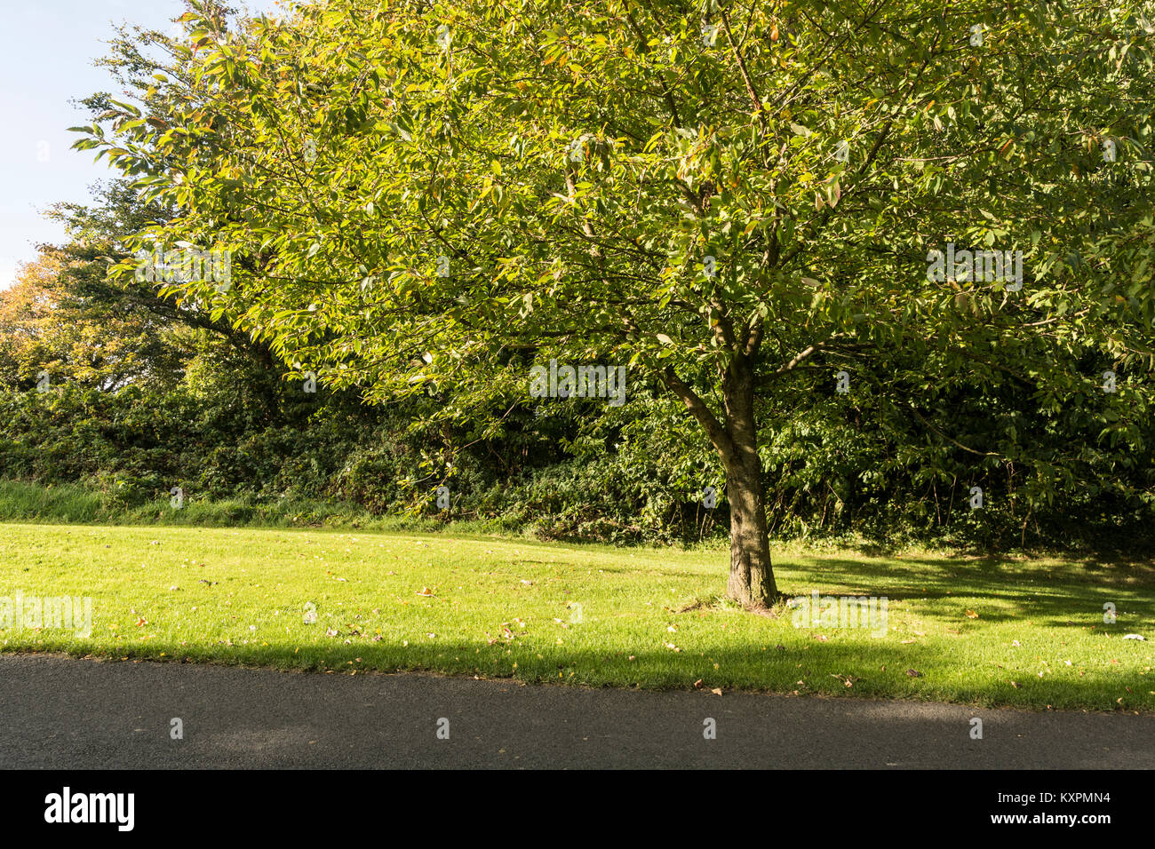 Howth Castle gardens. Howth. Ireland Stock Photo - Alamy