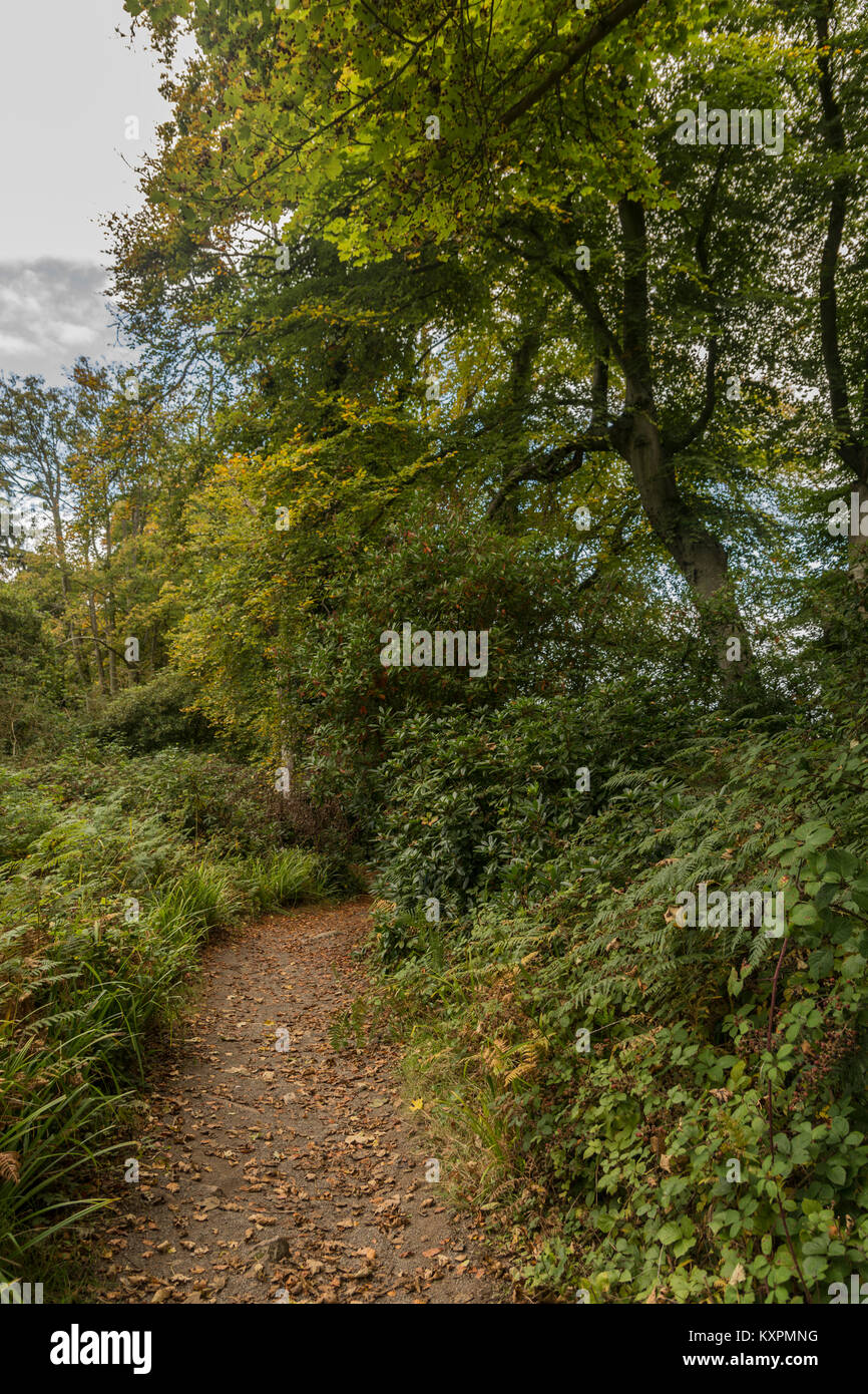 Rhododendron walks. Howth castle gardens. Howth. Ireland Stock Photo ...