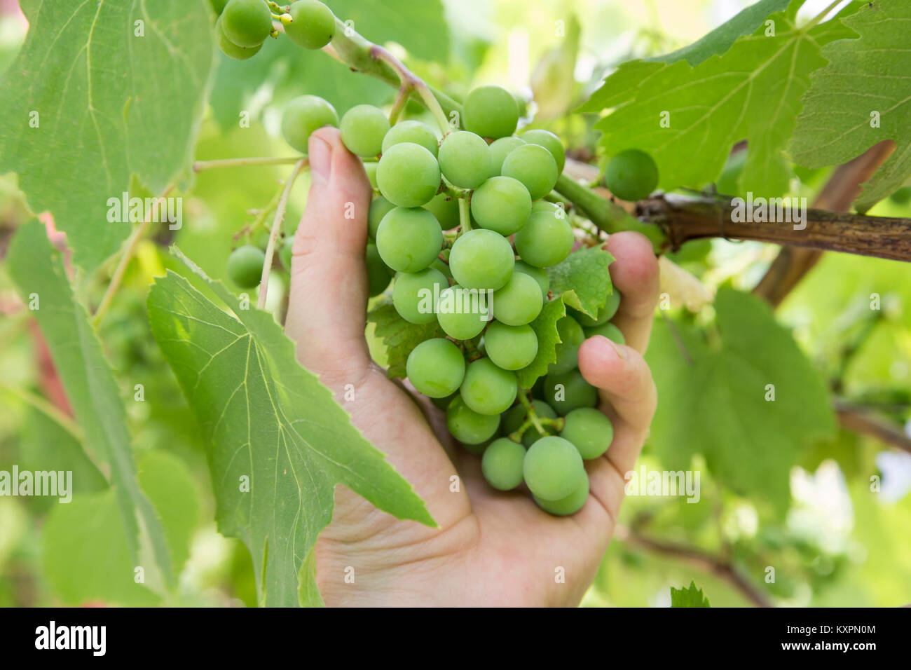 Bunch of grapes in hand Stock Photo - Alamy