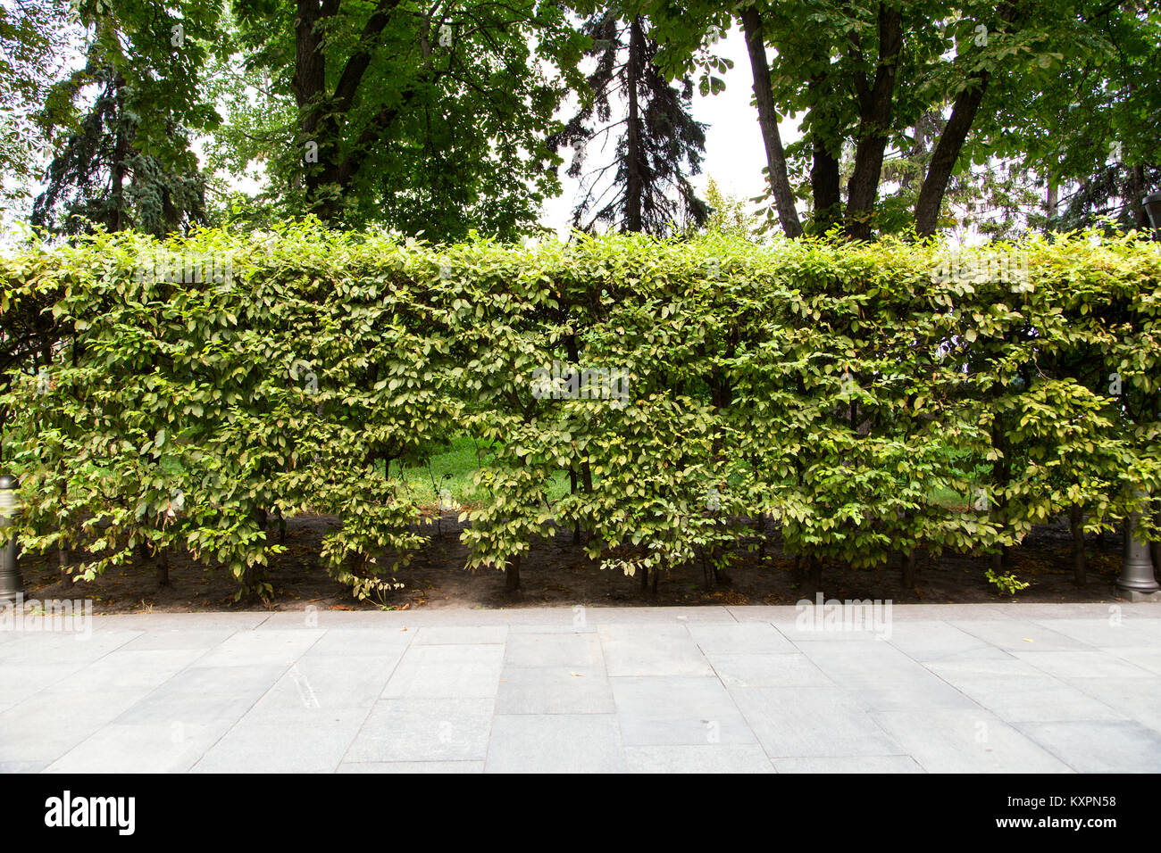 Trimmed bush hi-res stock photography and images - Alamy