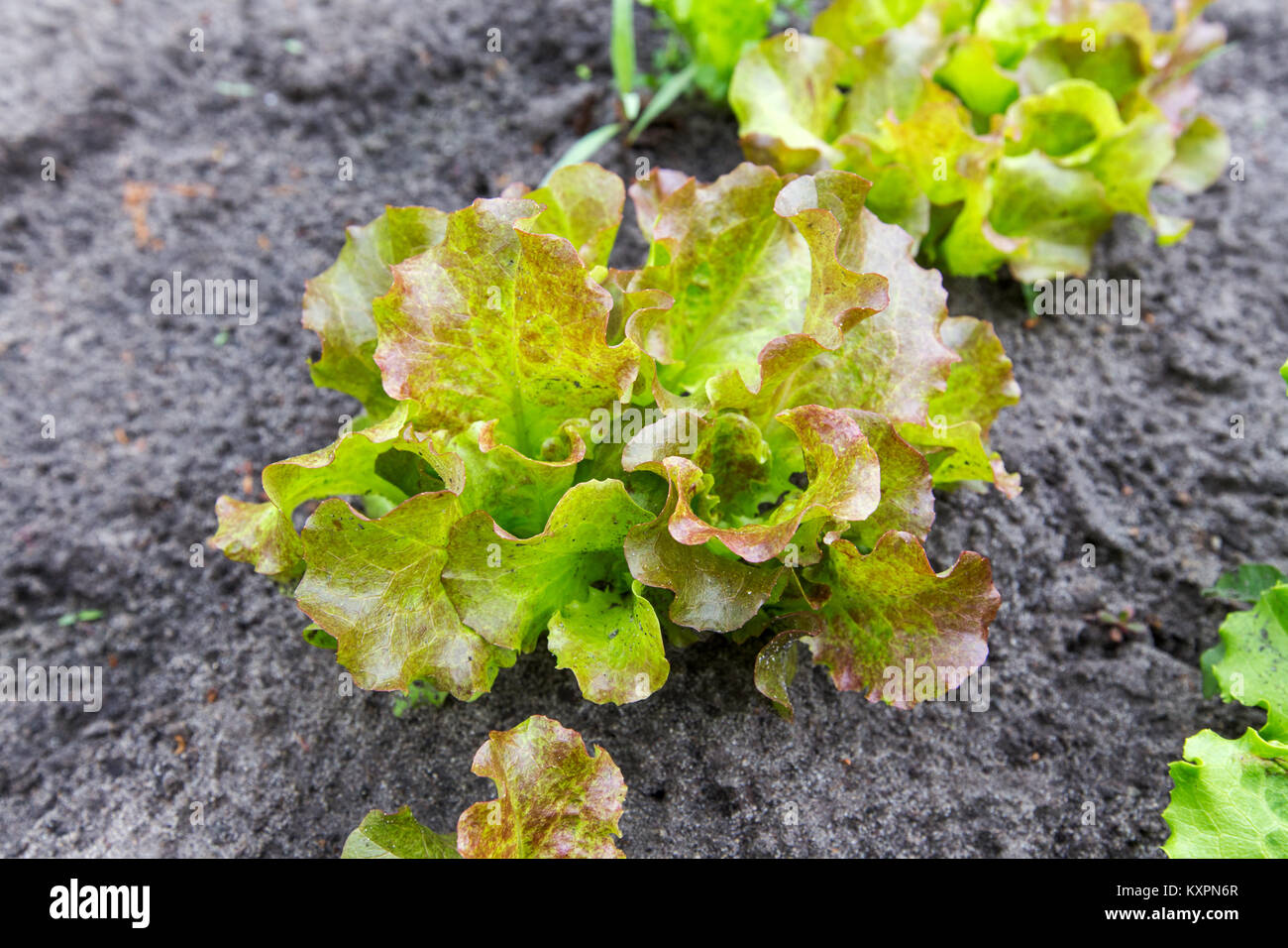 lettuce in the garden, top view Stock Photo - Alamy