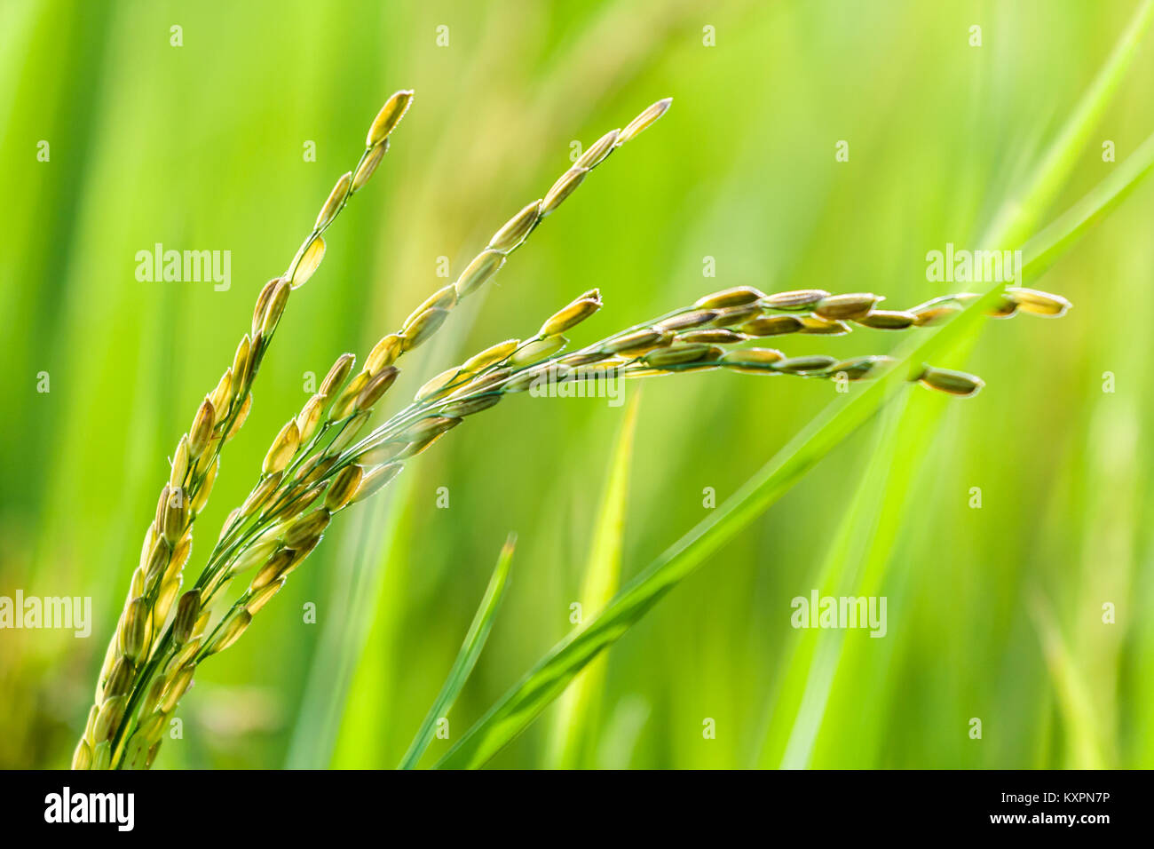 Rice farming in kerala hi-res stock photography and images - Alamy