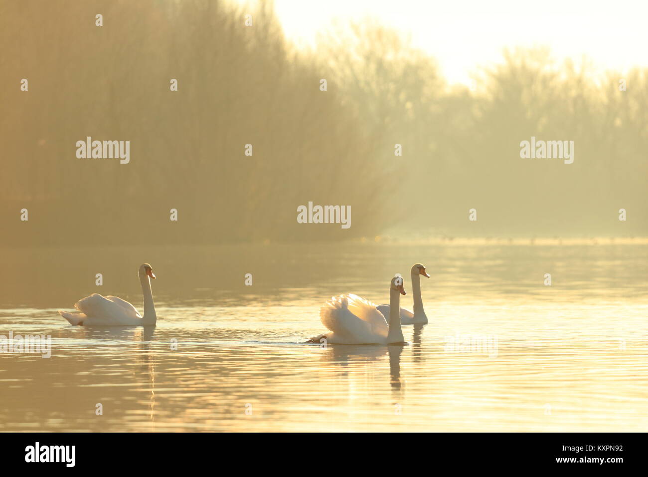Morning sky birds hi-res stock photography and images - Alamy