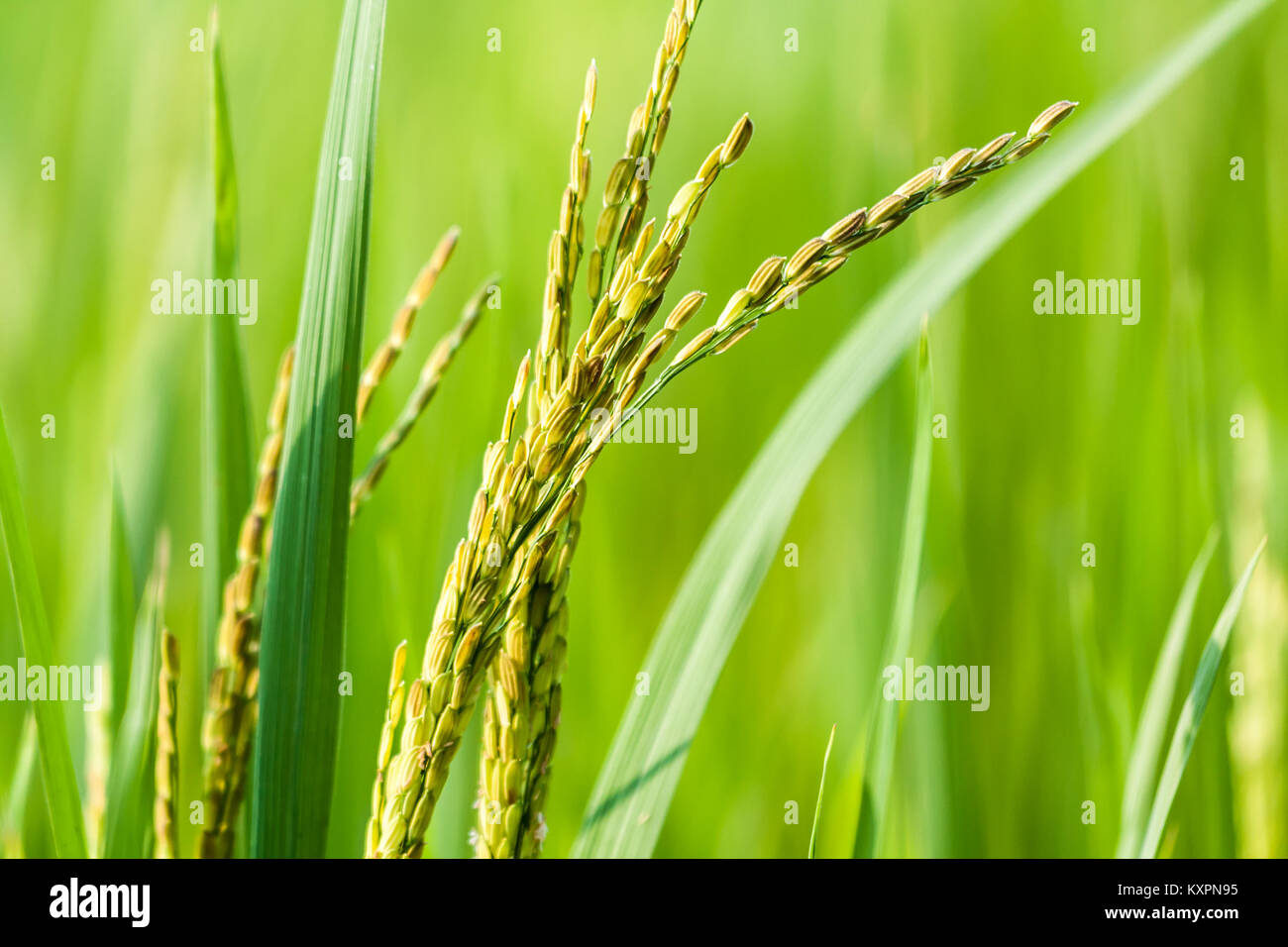 Rice cultivation india hi-res stock photography and images - Alamy