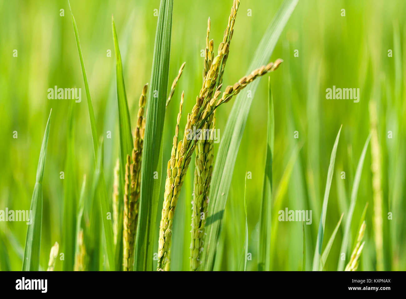 Raw rice grains in paddy field with natural sunlight Stock Photo - Alamy
