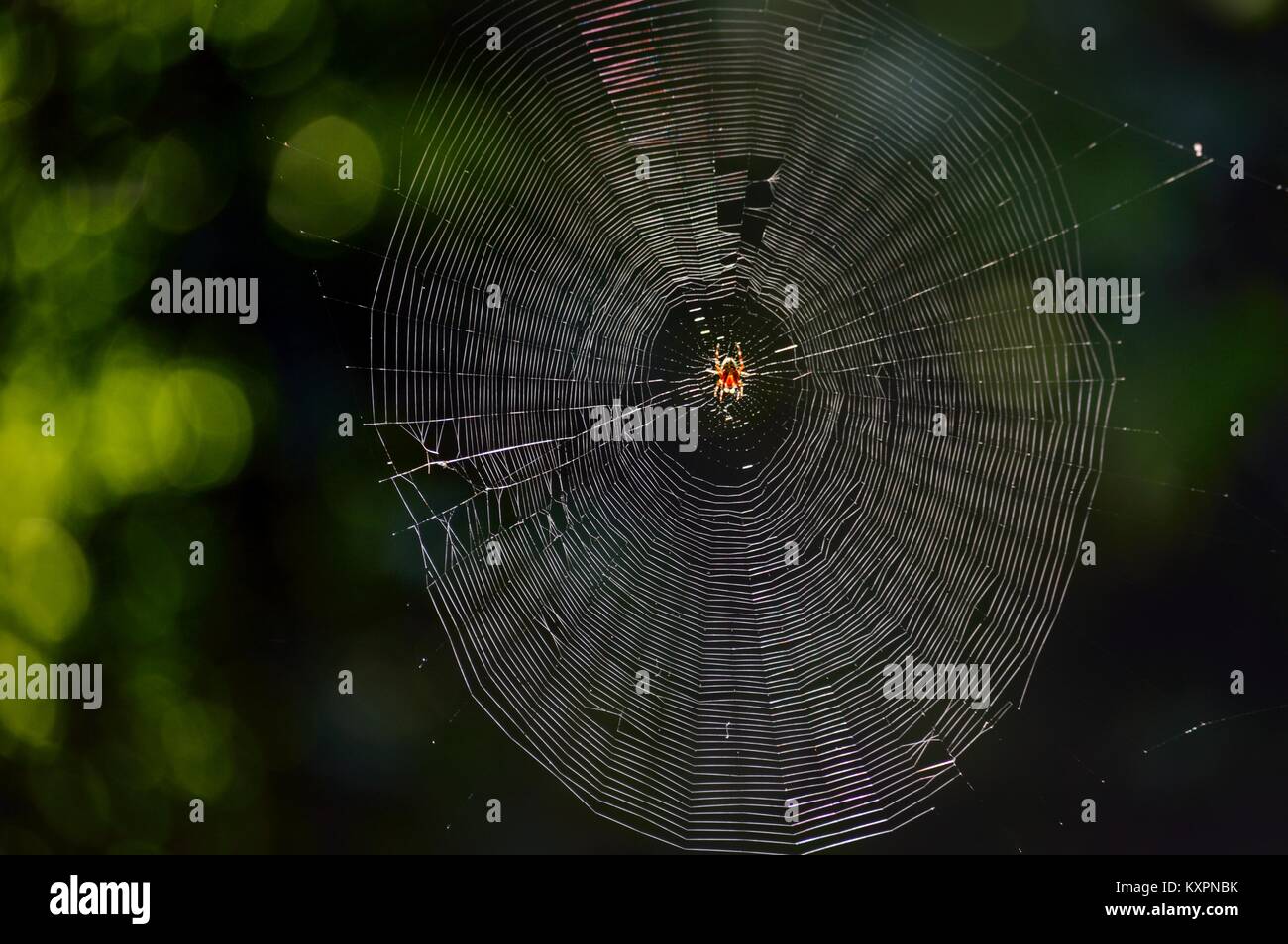 Spider texture hi-res stock photography and images - Alamy