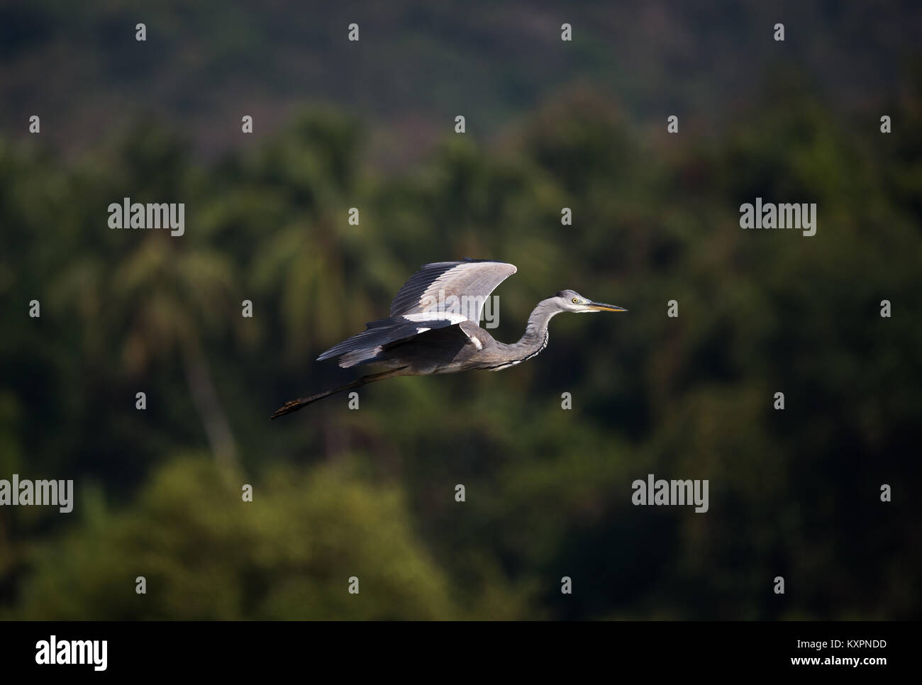 A grey heron bird in flight across a green wetland Stock Photo - Alamy