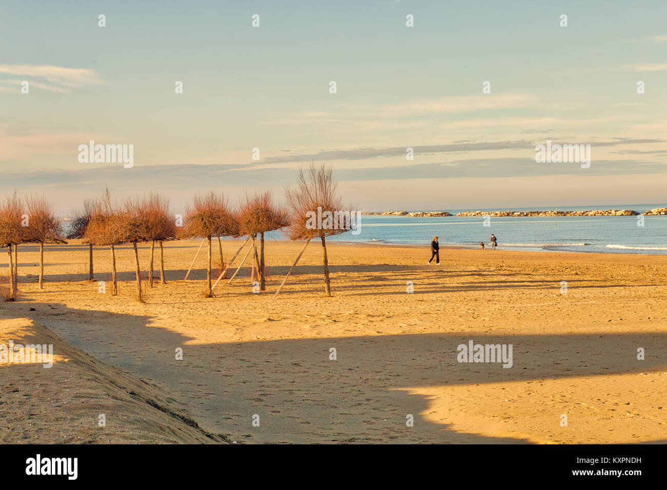 Beach with Tamarisk trees on the Adriatic coast of Emilia Romagna in ...