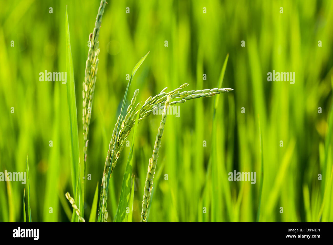 Agriculture field of kerala hi-res stock photography and images - Alamy