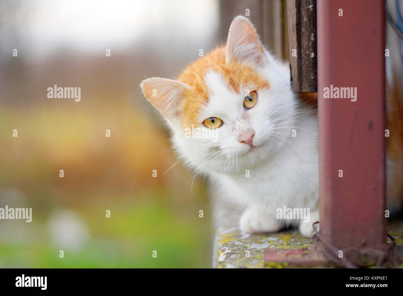 Little cat peep behind fence Stock Photo - Alamy