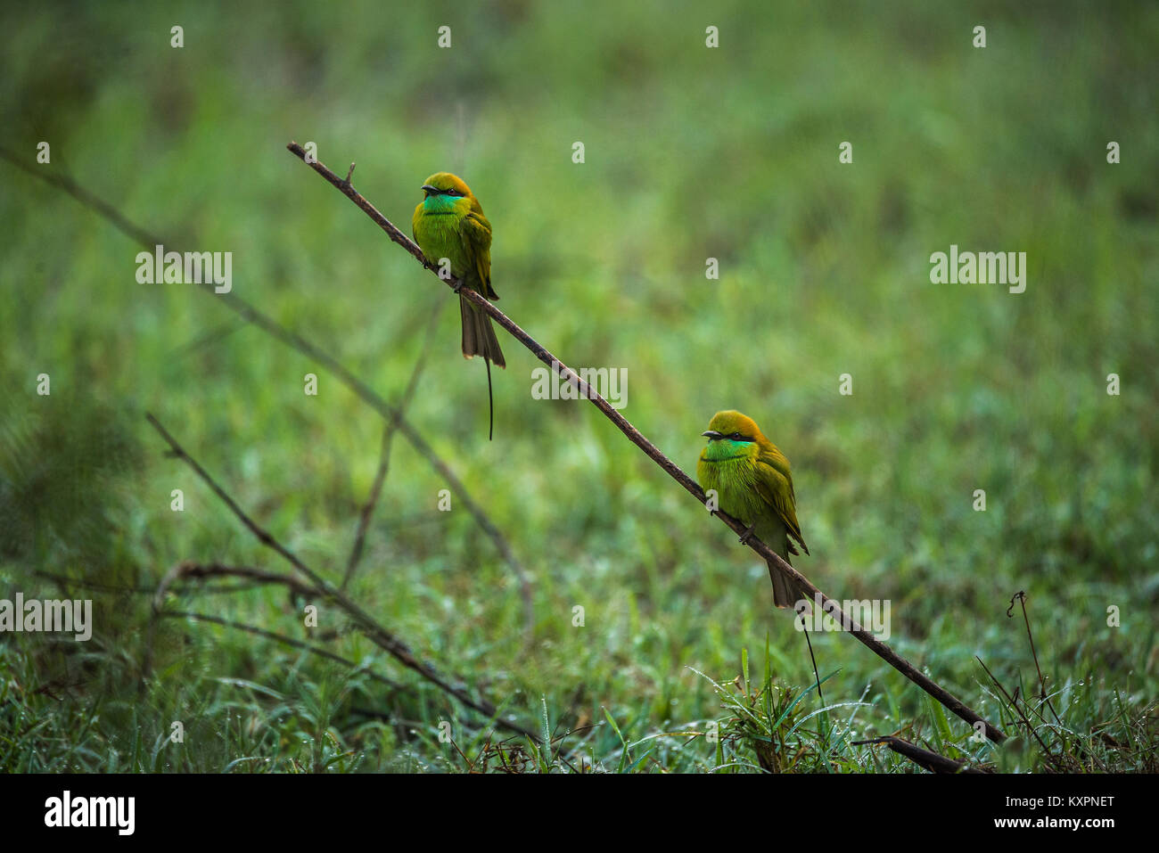 Hunting together hi-res stock photography and images - Alamy