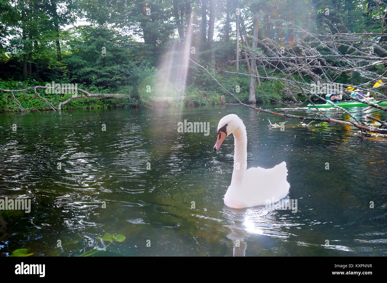 the sun rays fall on the Swan, a Swan swims in the pond Stock Photo - Alamy