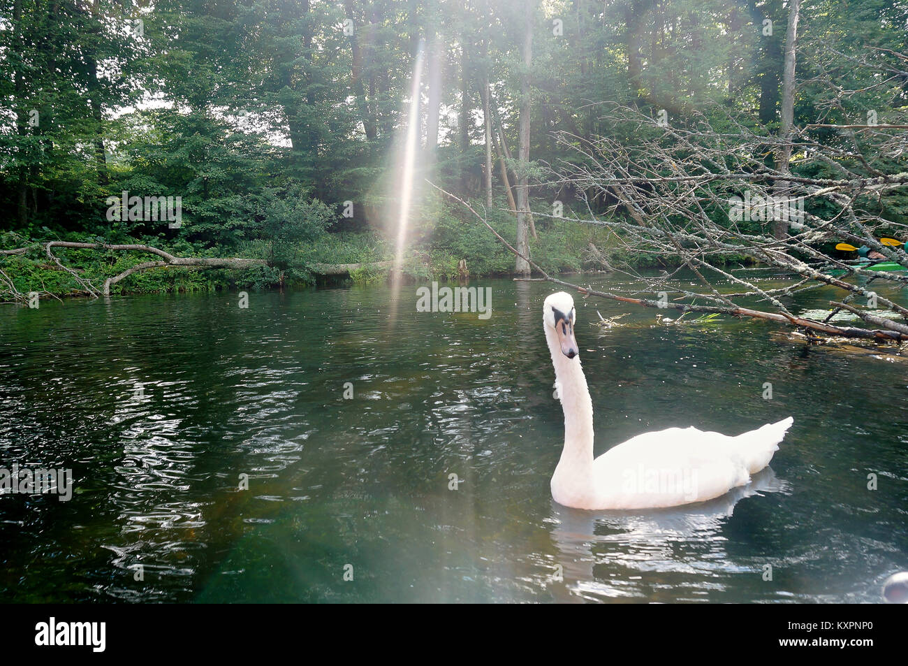 the sun rays fall on the Swan, a Swan swims in the pond Stock Photo - Alamy