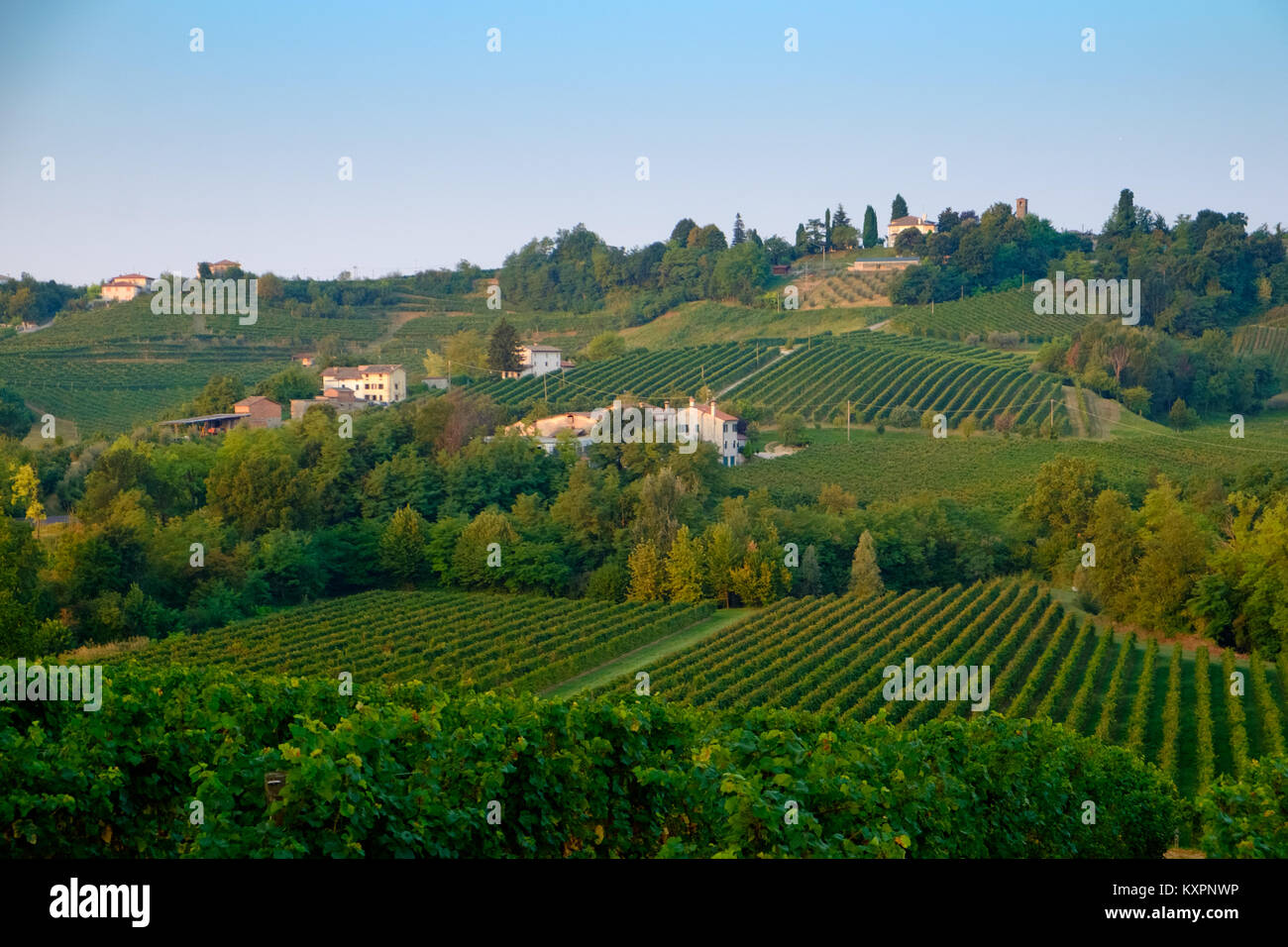 Prosecco vineyard hi-res stock photography and images - Alamy