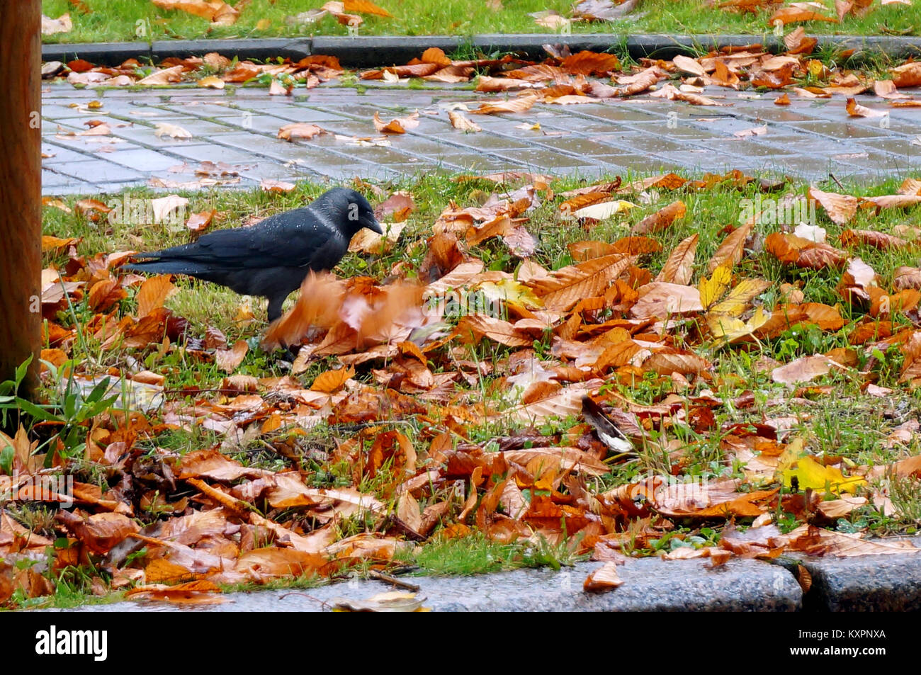the bird is looking in the fallen leaves feed, black crow on a autumn ...