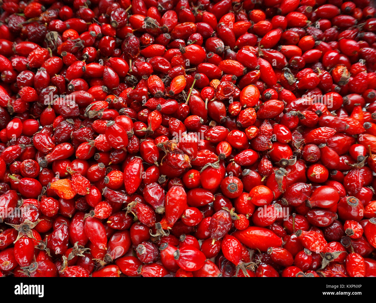 collect medicinal rose hips in autumn, the rose-hip fruit tea, red rose ...