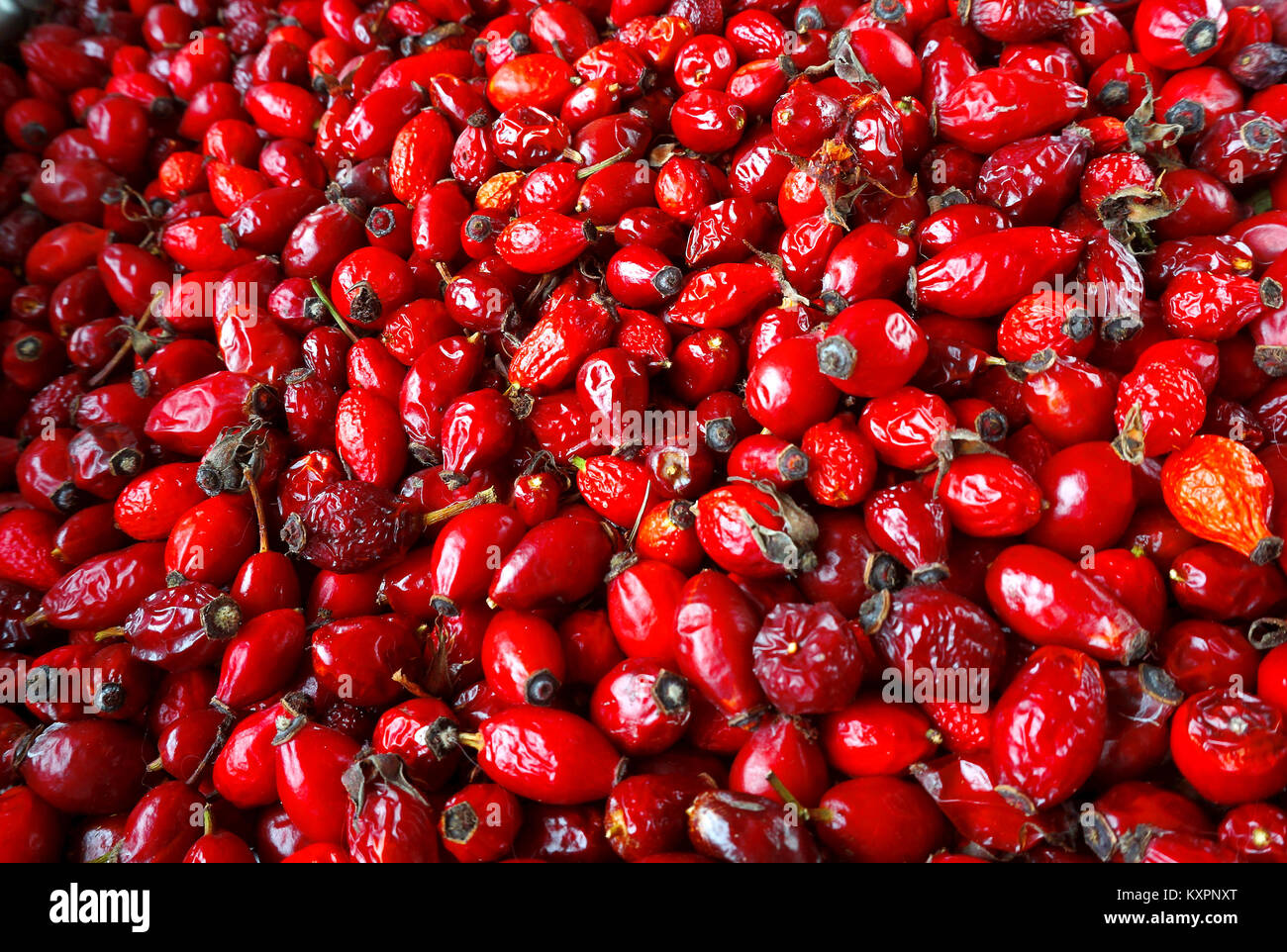 collect medicinal rose hips in autumn, the rose-hip fruit tea, red rose ...