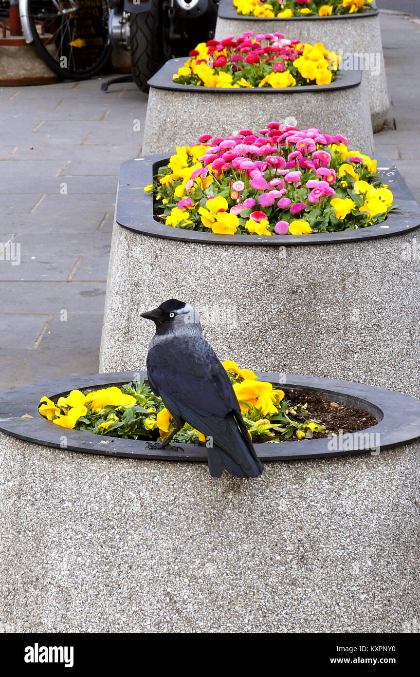Black crow with flowers hi-res stock photography and images - Alamy