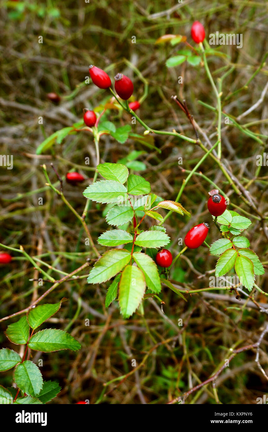 wild rose Bush grows ripe rose hips, the red berries of rose hips ...