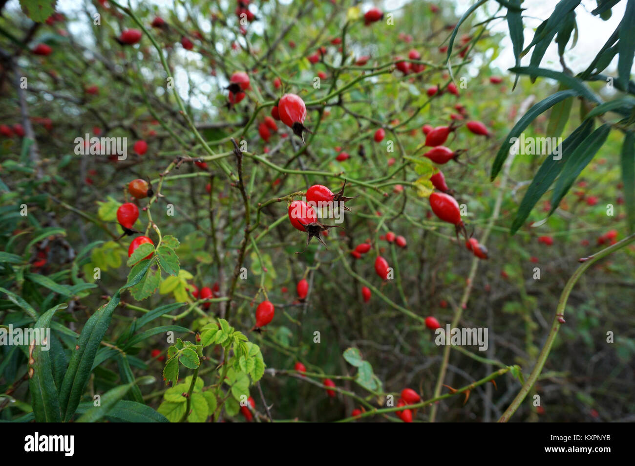 wild rose Bush grows ripe rose hips, the red berries of rose hips ...
