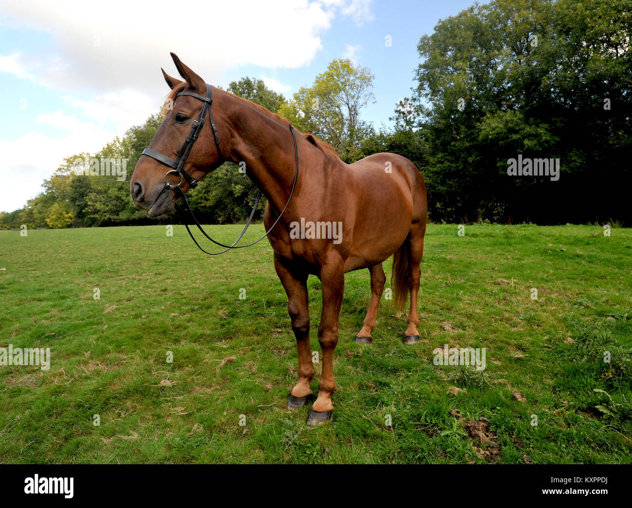 Shiny brown horse hi-res stock photography and images - Alamy