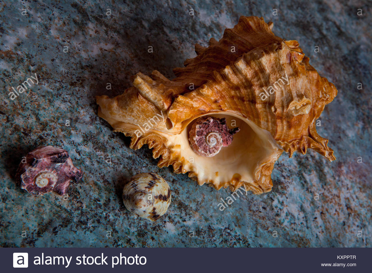 Crab Shell Texture Stock Photos & Crab Shell Texture Stock Images - Alamy