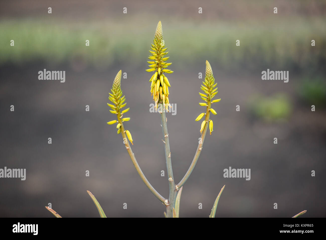 Yellow flower of blooming aloe, aloe vera, Canary Island of Lanzarote ...