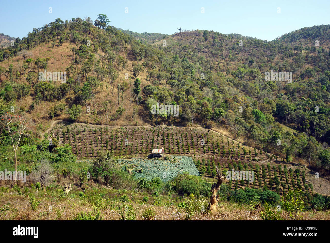 Tea plantations and cabbage fields in Myanmar Stock Photo - Alamy