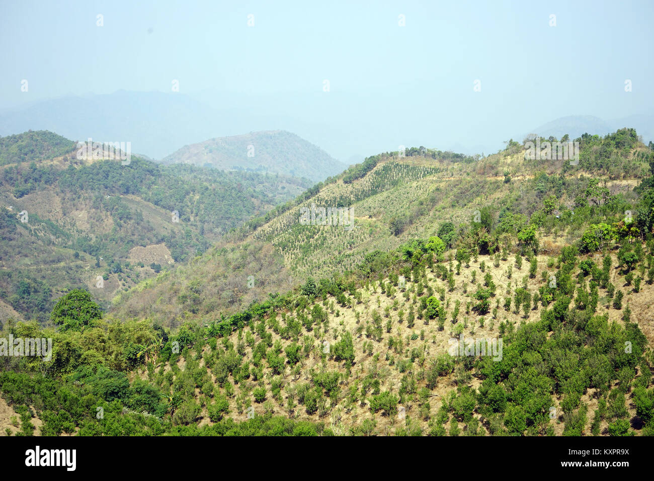 Tea plantations in the highlands in Myanmar Stock Photo - Alamy