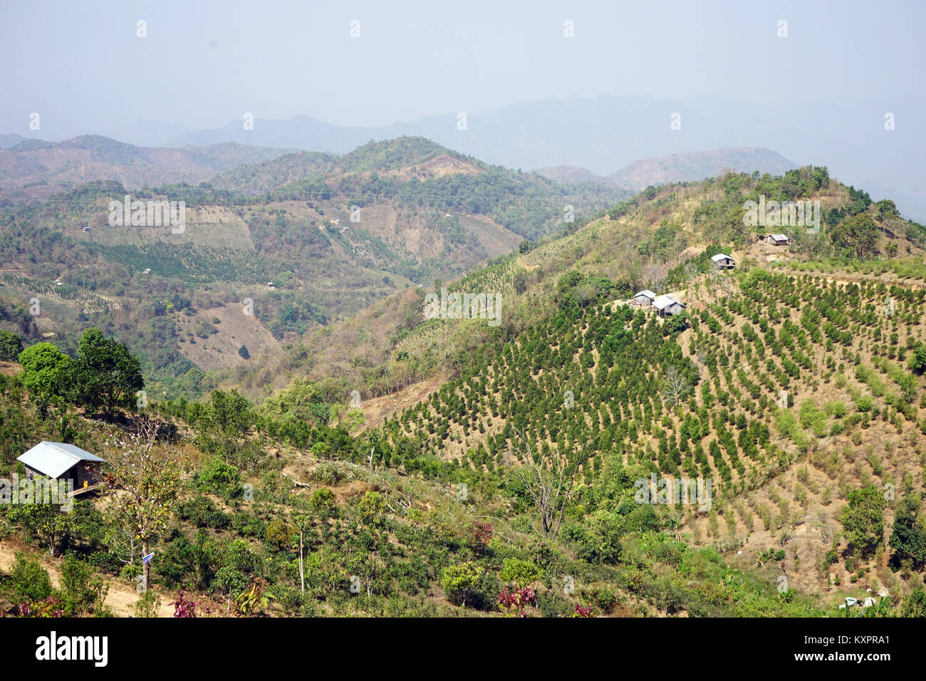 Tea plantations in the highlands in Myanmar Stock Photo - Alamy