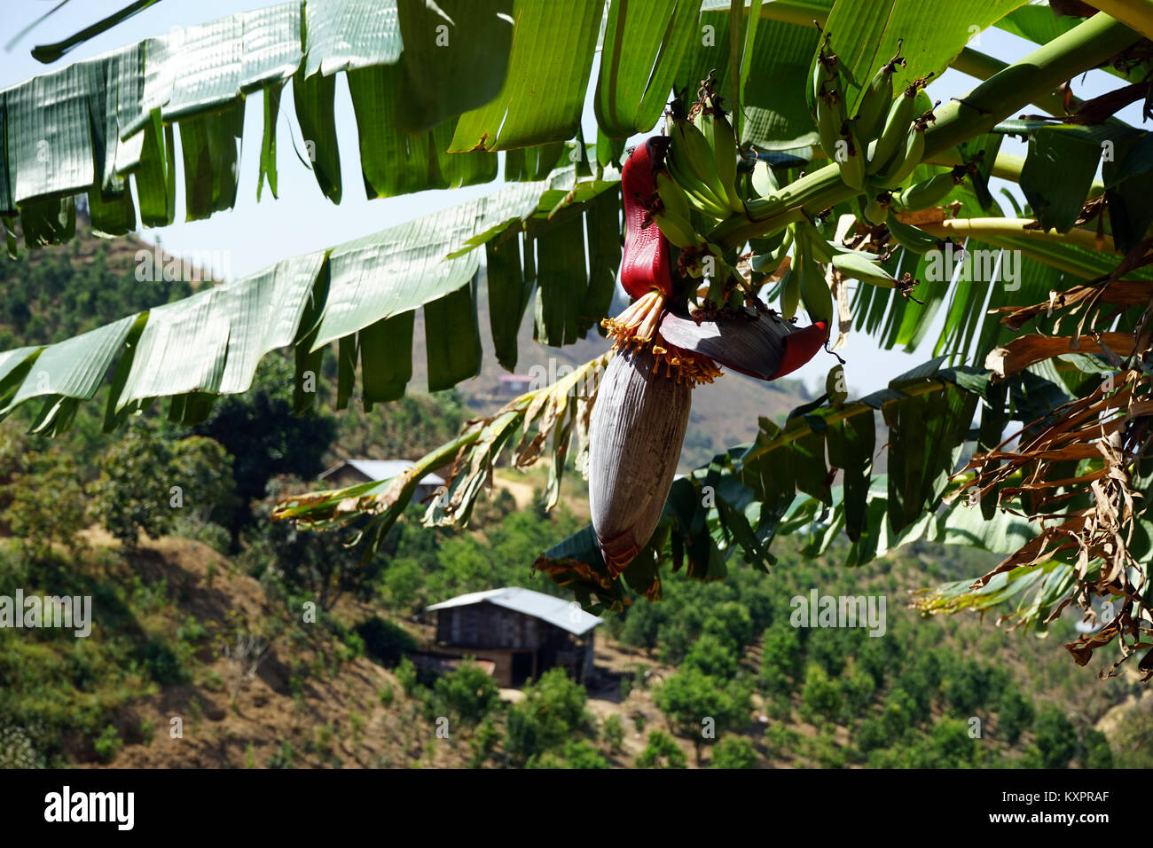 Growing bananas on the background of tea plantations Stock Photo - Alamy