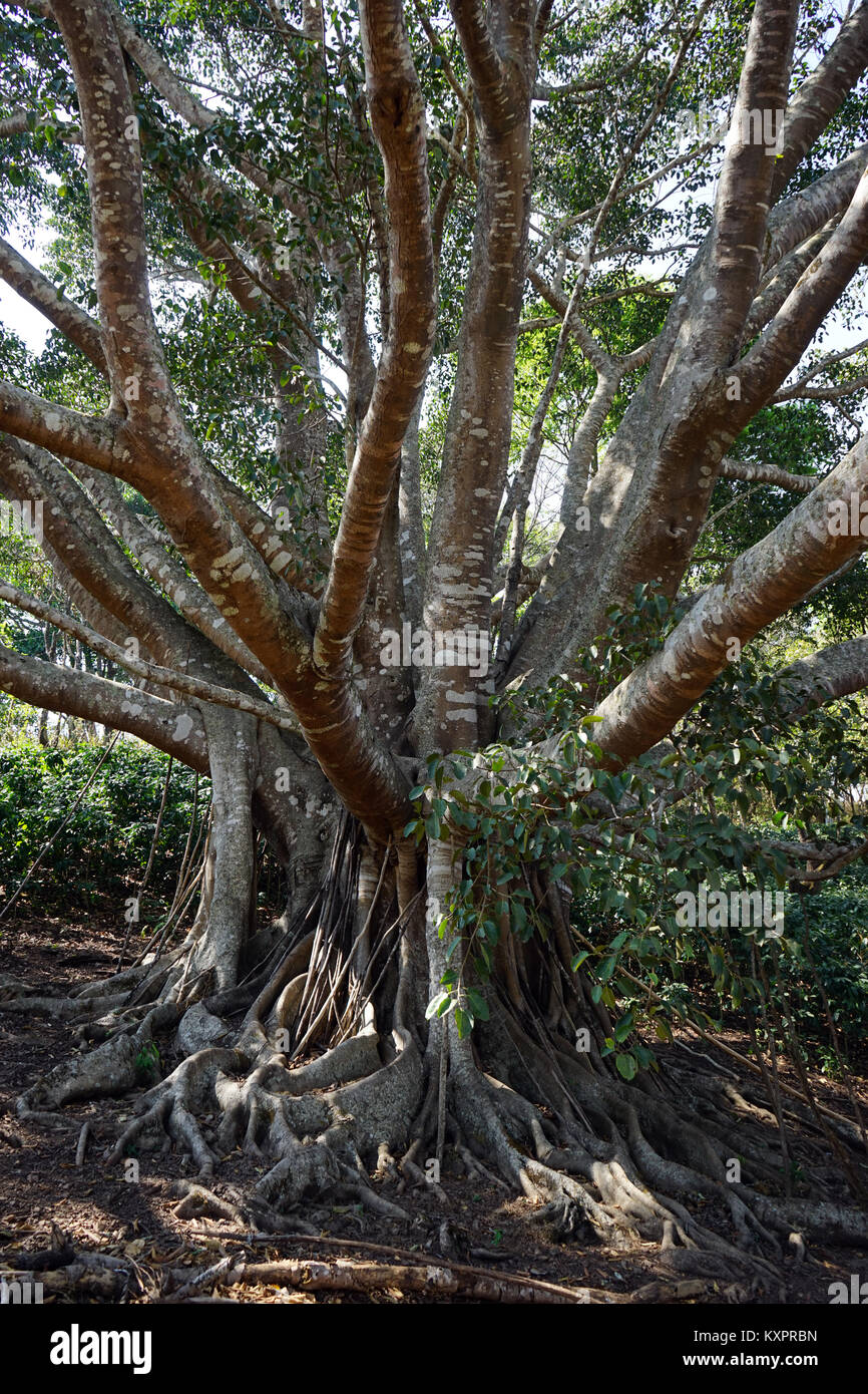 Bodhi tree with powerful branches in Myanmar Stock Photo - Alamy